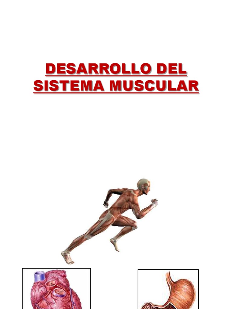 2. Desarrollo Del Sistema Muscular | Músculo | Histología