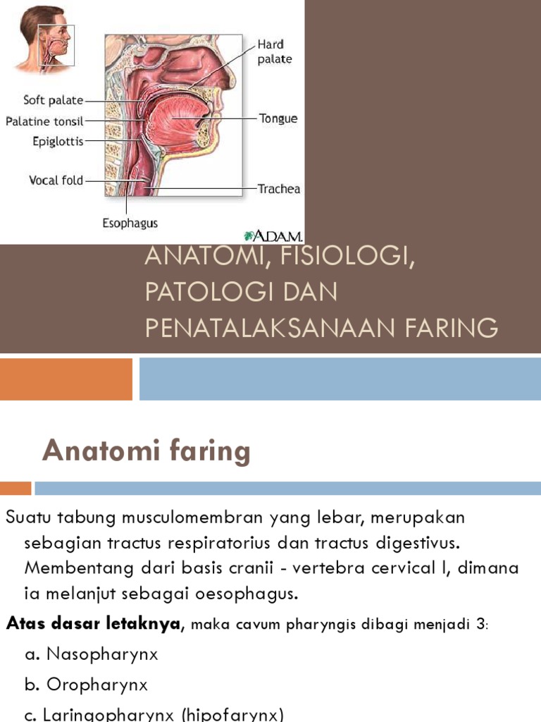 Anatomi, Fisiologi, Patologi Dan Penatalaksanaan Faring-1