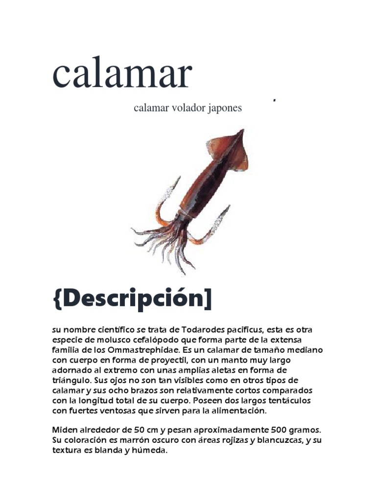 Anatomía Del Calamar (Autoguardado) | PDF | Agua | Naturaleza