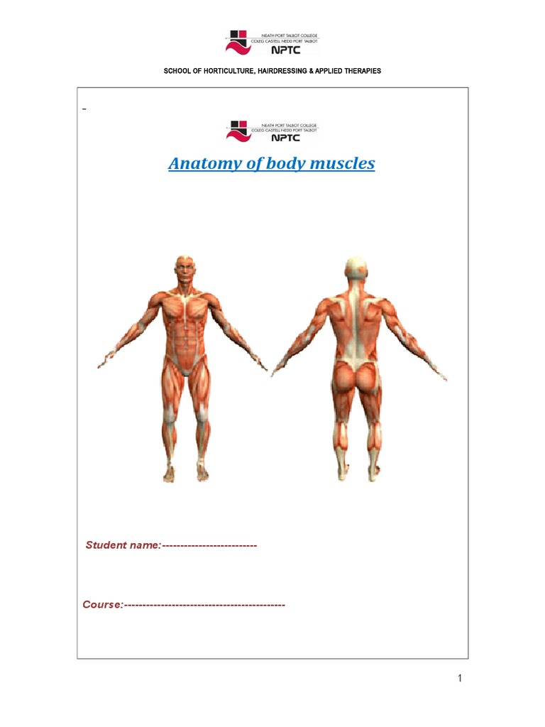 Anatomy of Muscles | PDF | Foot | Shoulder