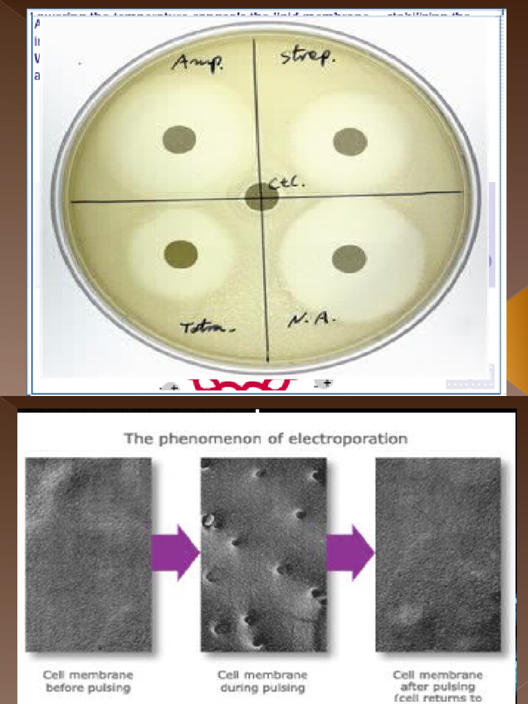 Gene Transformation in GM Bacteria | PDF