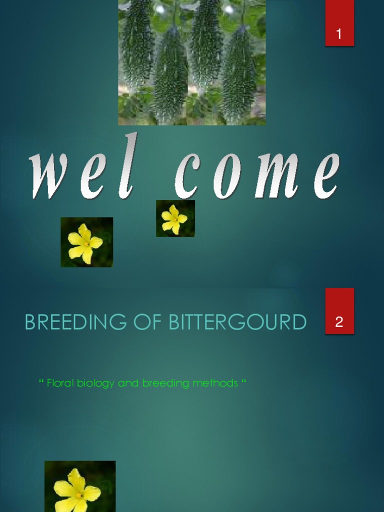 Floral Biology of Bitter Gourd | PDF | Plant Breeding | Flowers