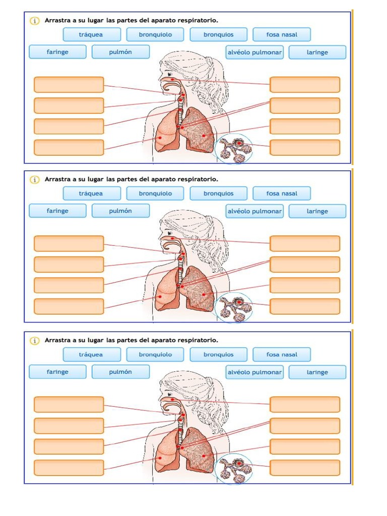 Actividades del Sistema Respiratorio Infantil | PDF