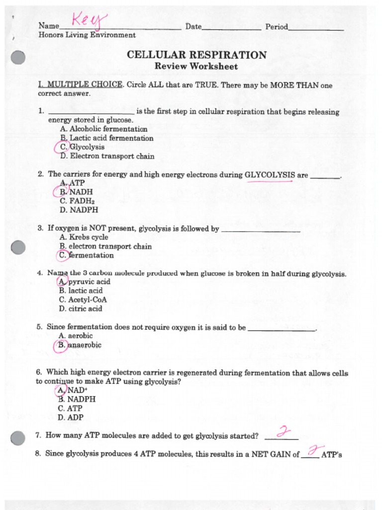 Cellular Respiration Review Worksheet ANSWER KEY PDF | PDF