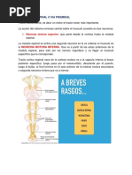 Deterioro Rostrocaudal: Etiología | PDF | Medicina | Sistema nervioso