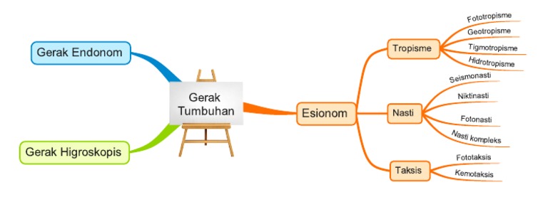 Gerak Tumbuhan (Mind Map) | PDF