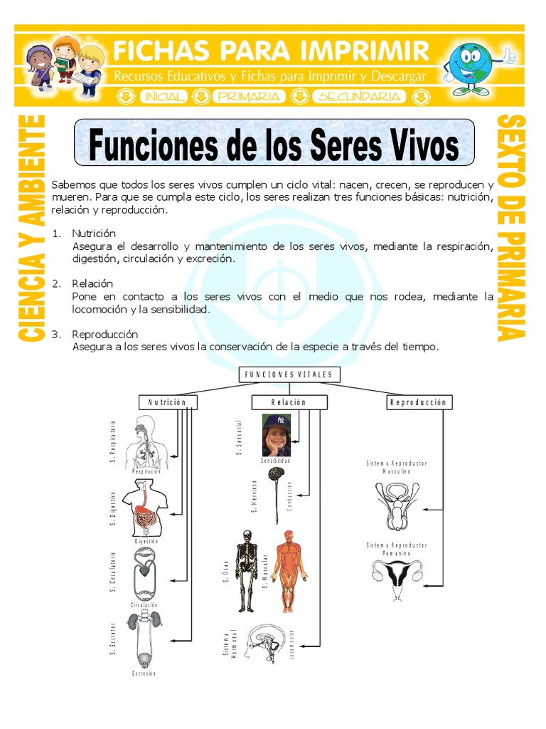 Funciones De Los Seres Vivos | Funciones de los seres vivos (nutrición ...