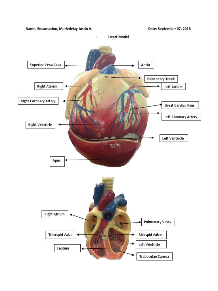 Heart and Blood Models for Anatomy Study | PDF