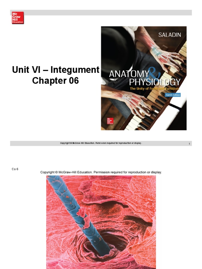 Unit VI Powerpoint 2018 | PDF | Skin | Hair