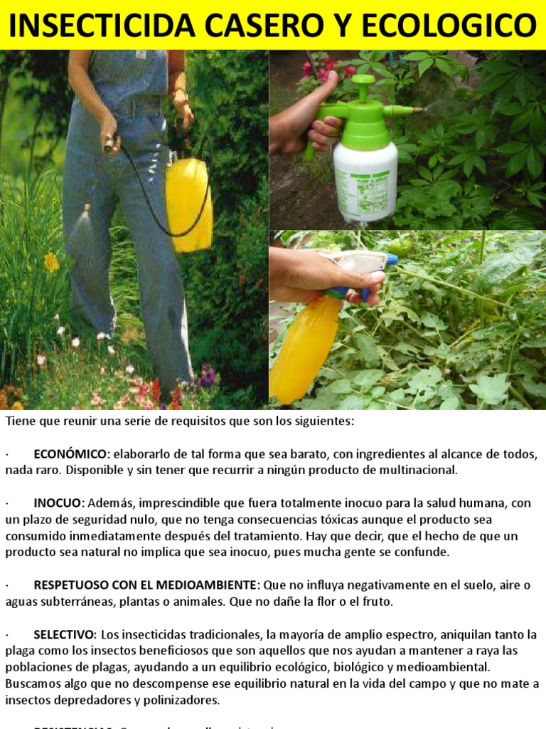 Informe Insecticida Ecologico | PDF | Albahaca | Insectos