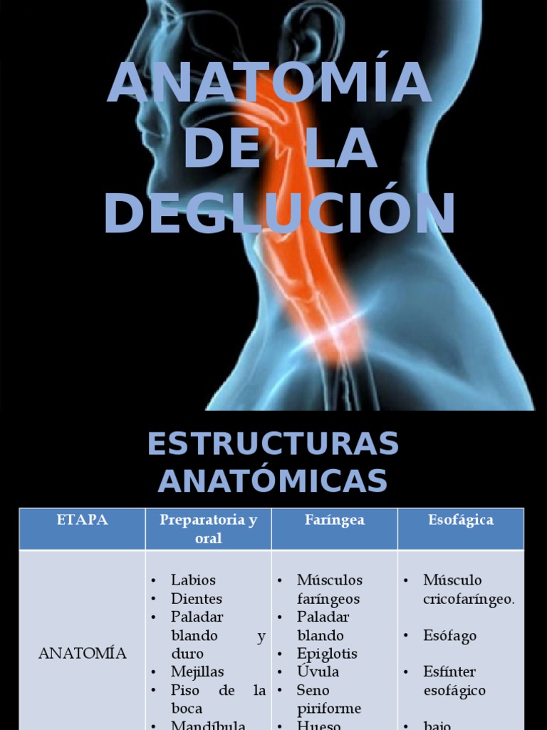 Anatomia de La Deglucion | PDF | Esófago | Laringe
