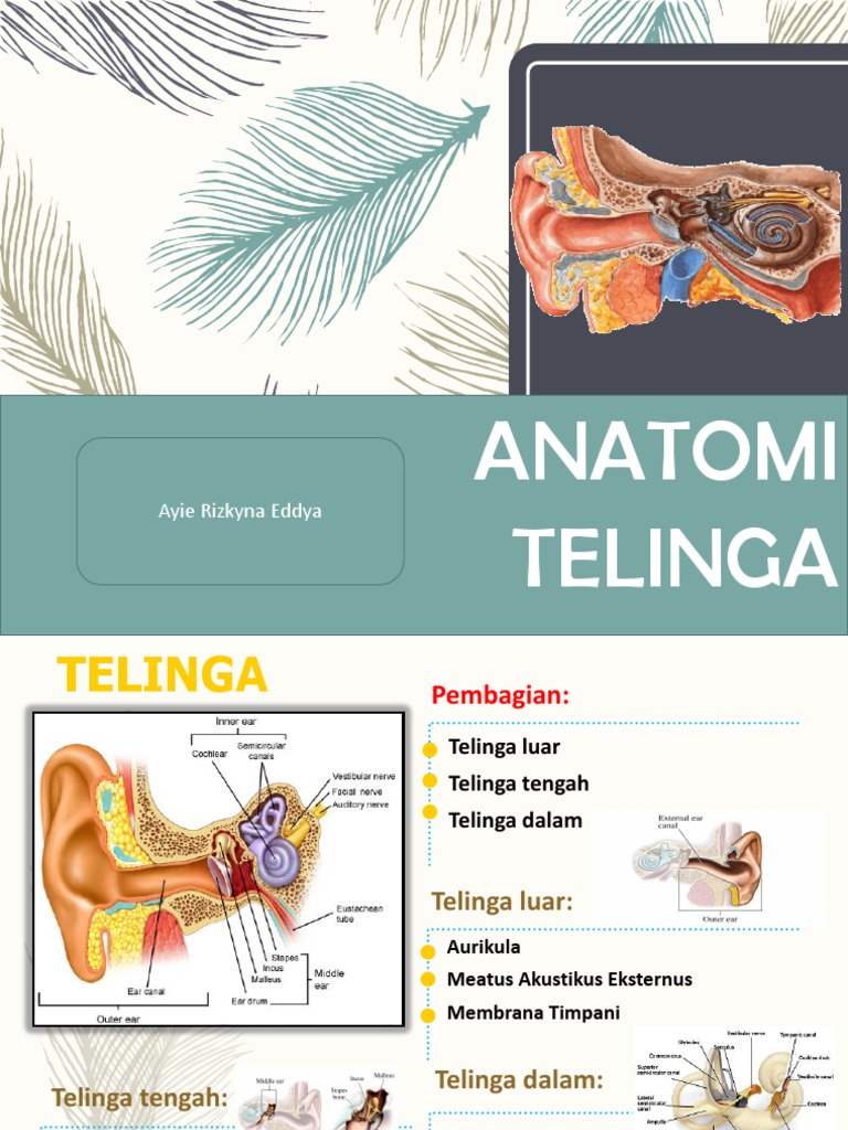 Anatomi Telinga | PDF