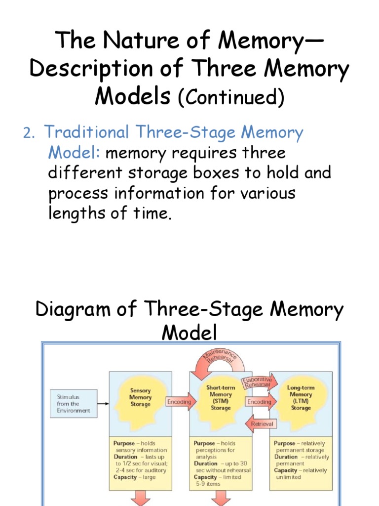 Three-Stage Memory Model Explained | PDF | Computers