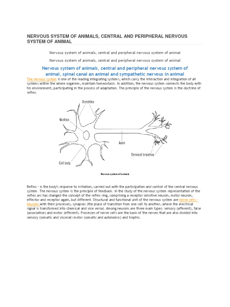 Animal Nervous System Overview | PDF | Nervous System | Central Nervous ...