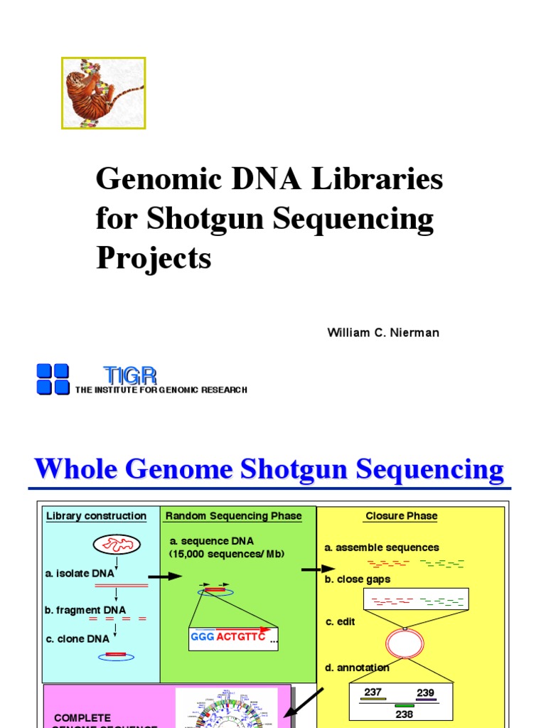 Genomic DNA Libraries For Shotgun Sequencing Projects | PDF | Vector ...