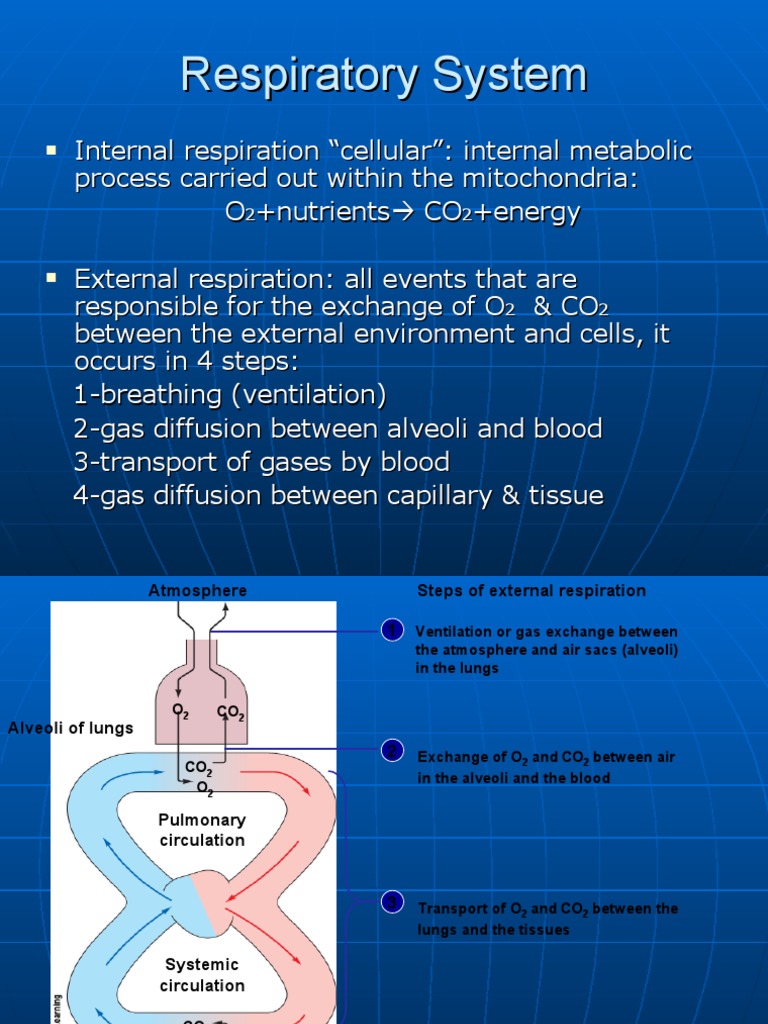 Respiratory System Anatomy and Physiology | PDF | Lung | Respiratory Tract