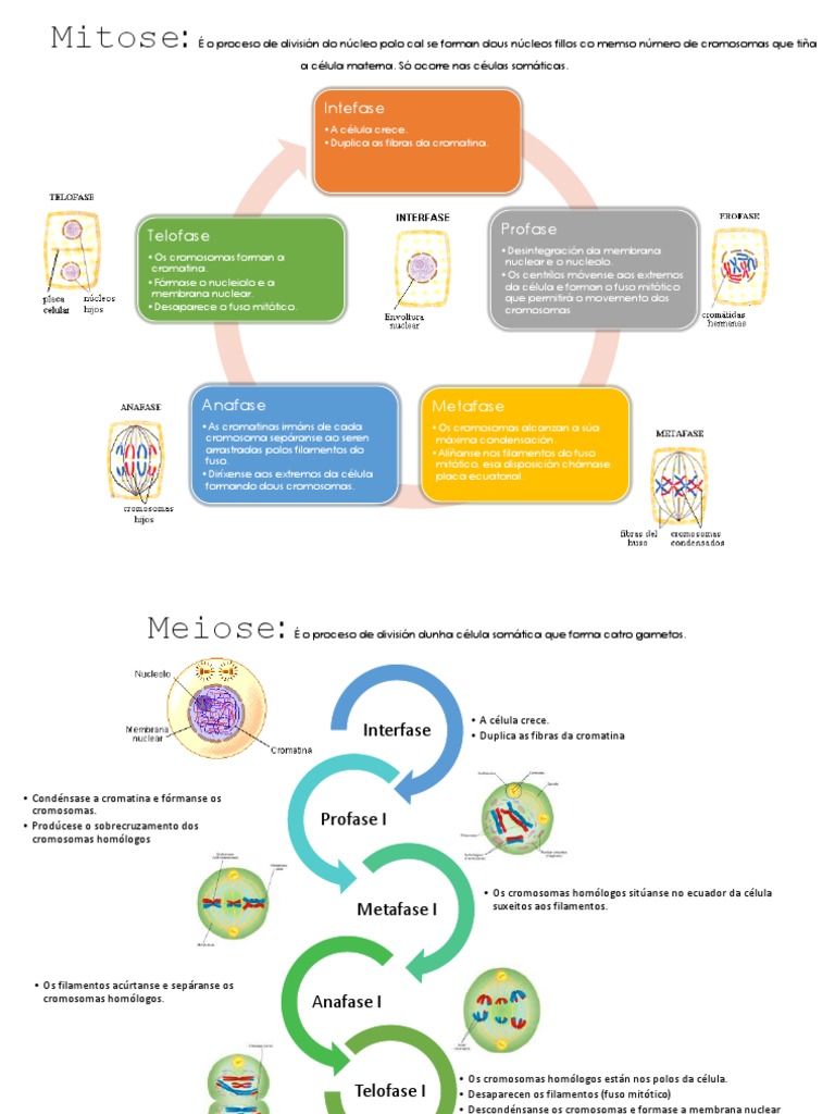 Esquema Mitose e Meiose | Download grátis PDF | Mitose | Cromossomo