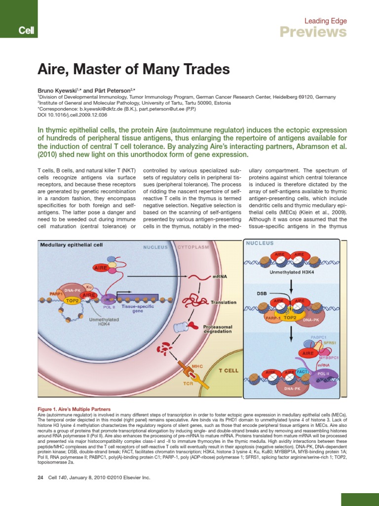 Aire 1 | PDF | Thymus | Immune Tolerance