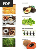 Animales en Xinca | PDF