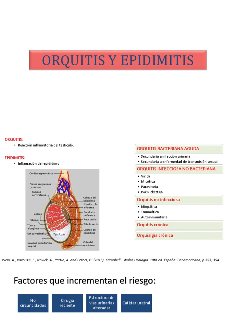 Orquitis y Epididimitis: Guía Clínica | PDF | Inmunología | Microbiología