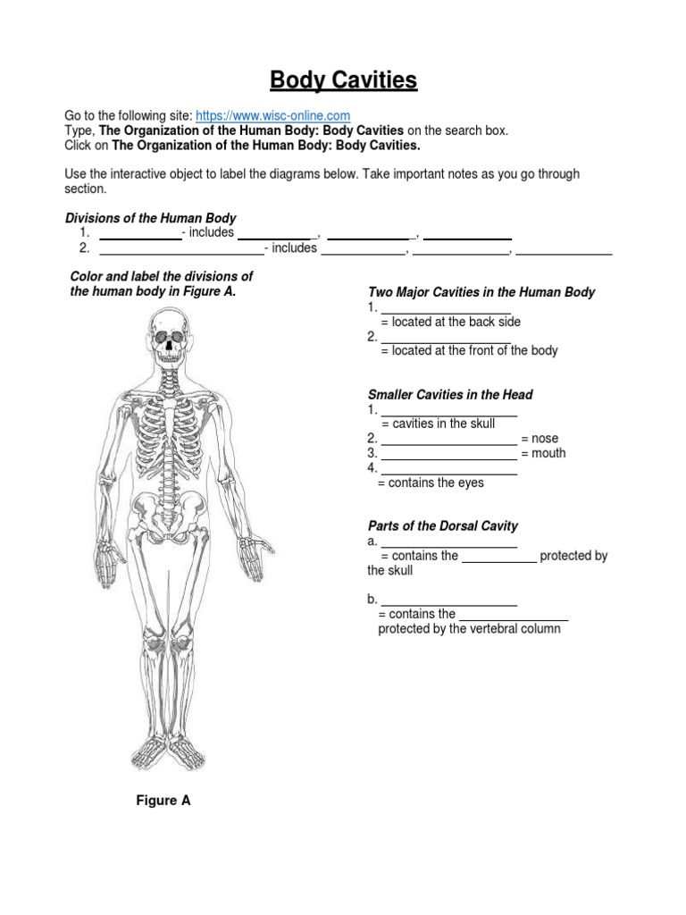 Body Cavities 2018 1 | PDF | Anatomy | Animal Anatomy