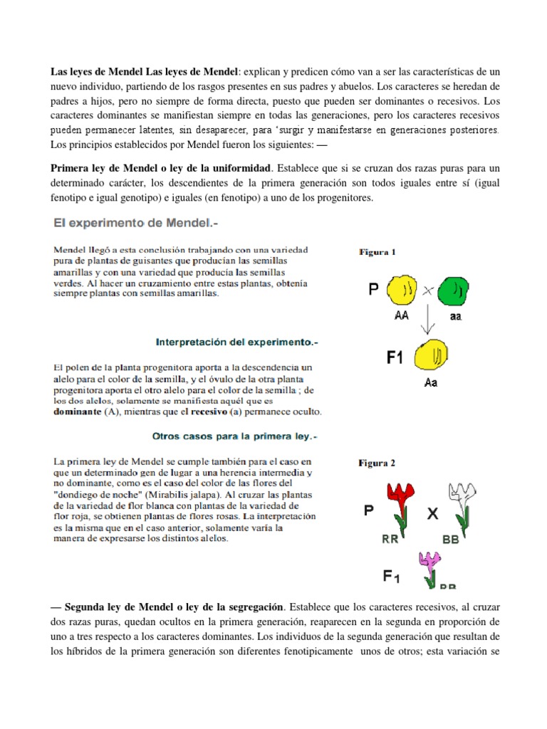 Las Leyes de Mendel Las Leyes de Mendel Texto PDF | PDF | Dominancia (Genética) | Organismos
