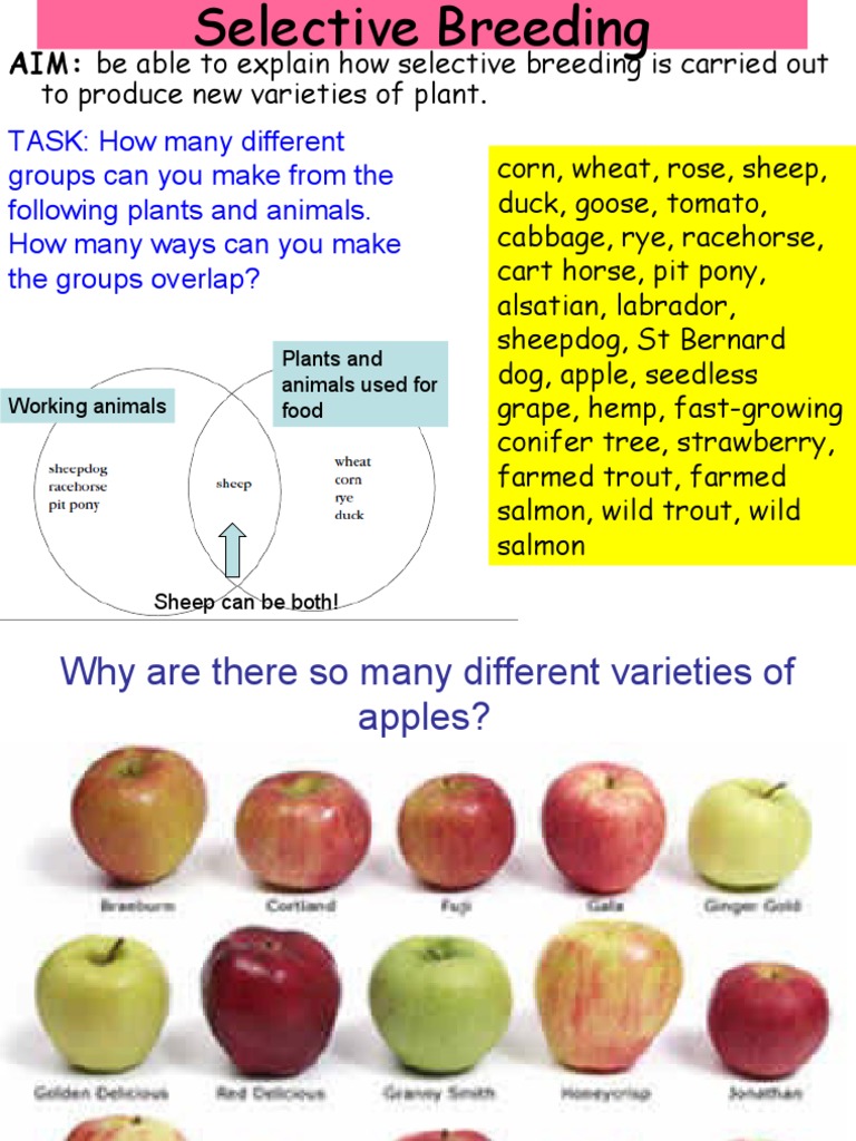 Selective Breeding in Plants and Animals | PDF | Domesticated Animals ...