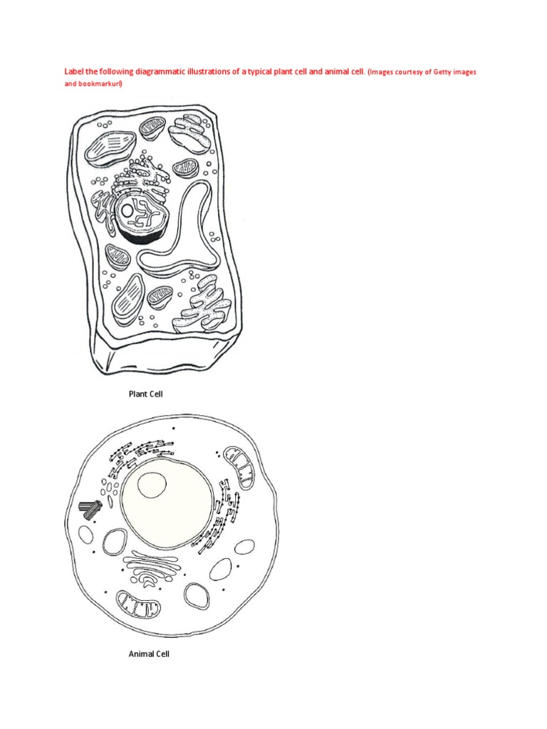 Plant vs Animal Cell Diagrams | PDF