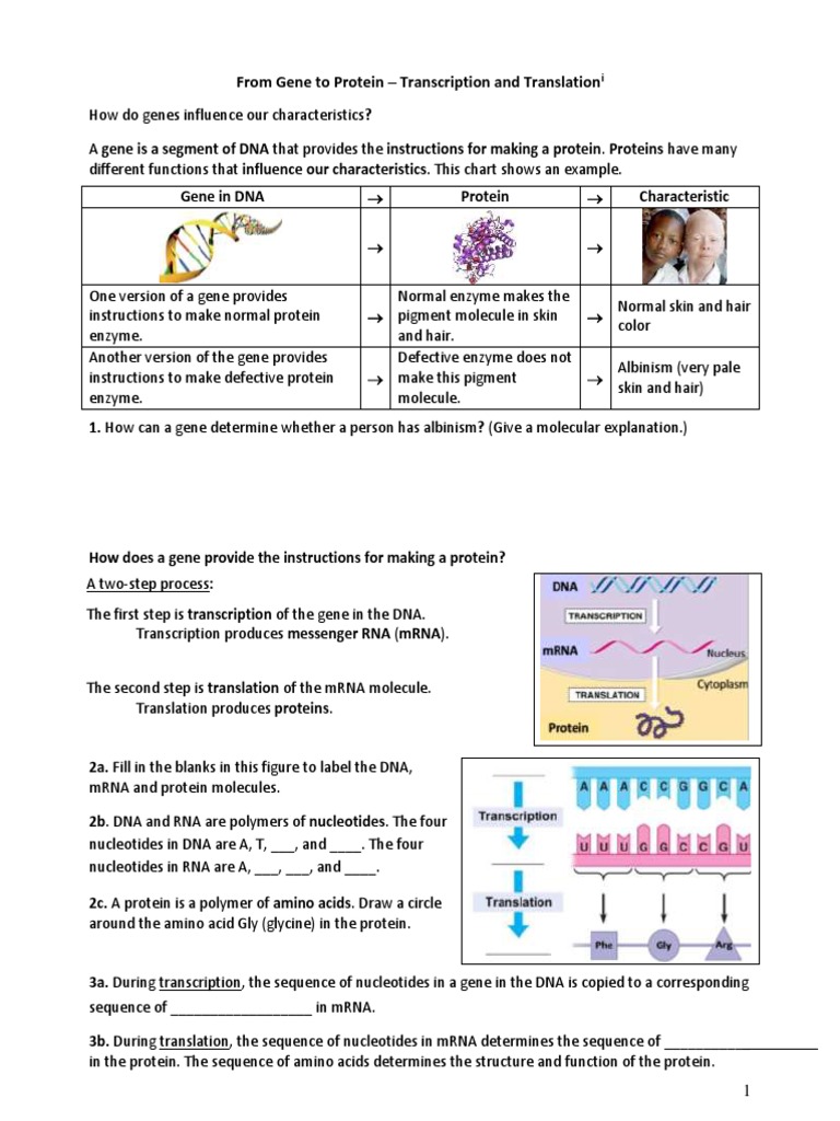 Transcription Translation Protocol | PDF | Translation (Biology) | Dna