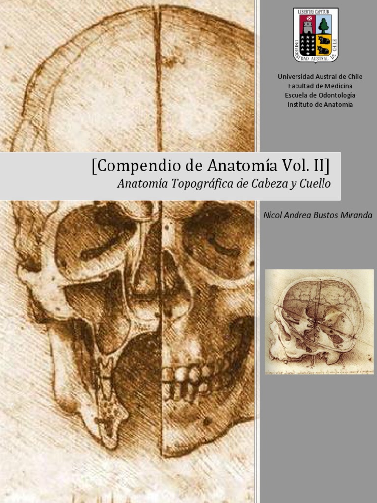 Anatomia Cabeza Cuello Universidad Austral Chile Pdf Cráneo