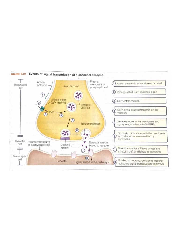Synaptic Transmission.pdf