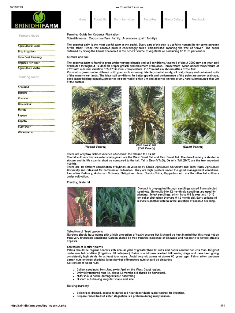 Coconut Planting and Care Guide | PDF | Coconut | Fertilizer