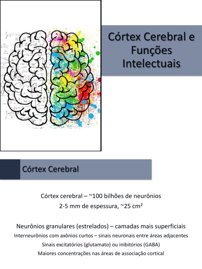 Estrutura e Funções do Córtex Cerebral | PDF | Sinapse | Memória