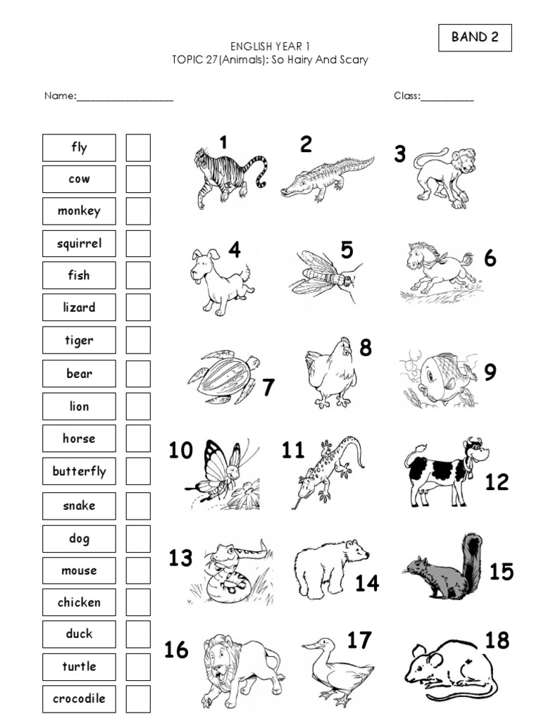 Match The Animals To Their Name - 12208 | PDF