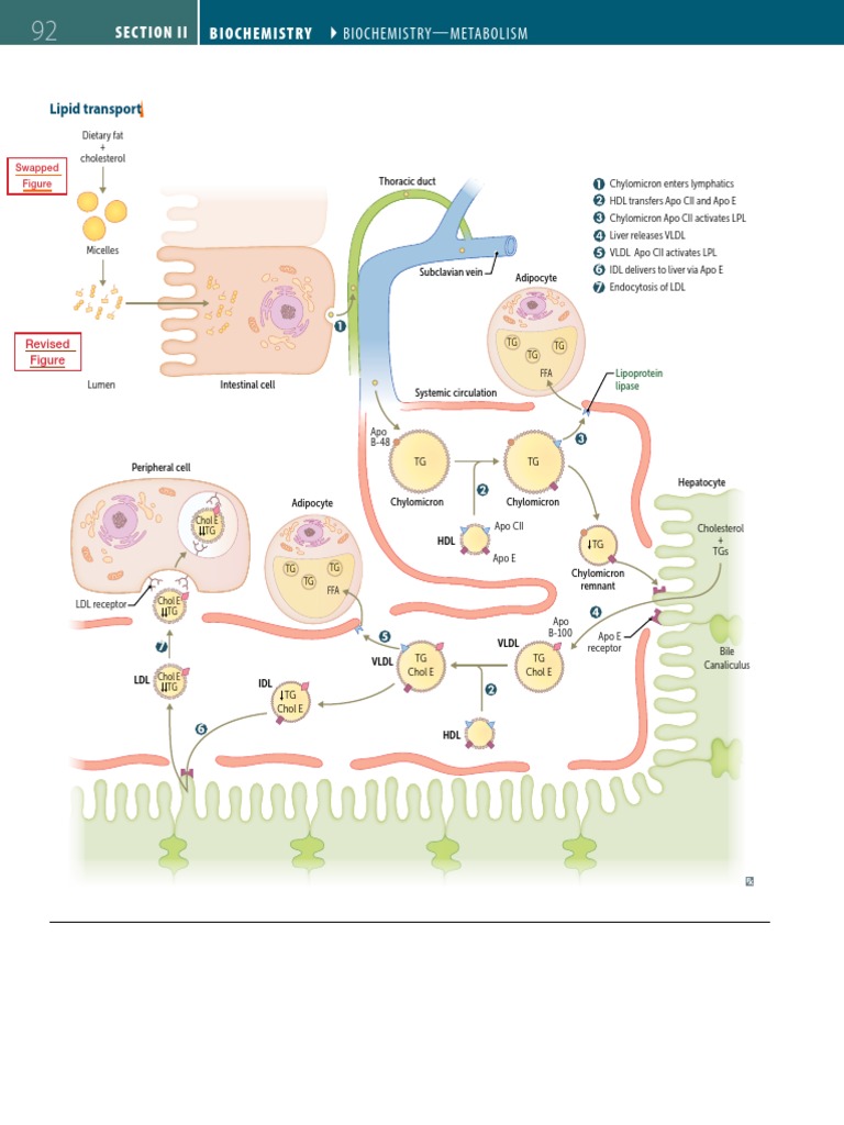 First Aid Step 1 2018 Sample Track Changes PDF | PDF | Inflammation | Bone