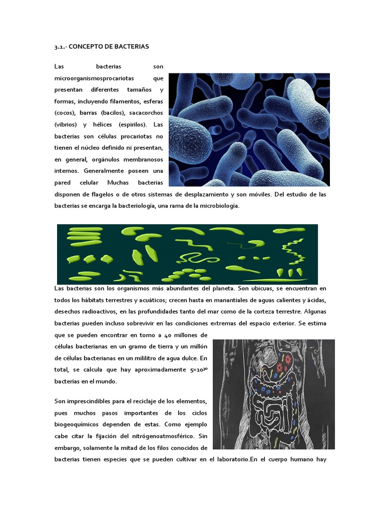 Las Bacterias | Bacterias | Bacteriófago