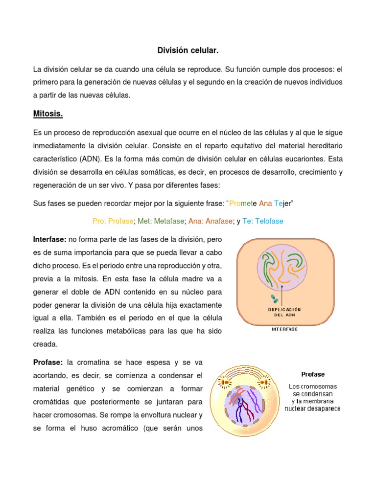 Division Celular Mitosis y Meiosis | PDF | Mitosis | Meiosis
