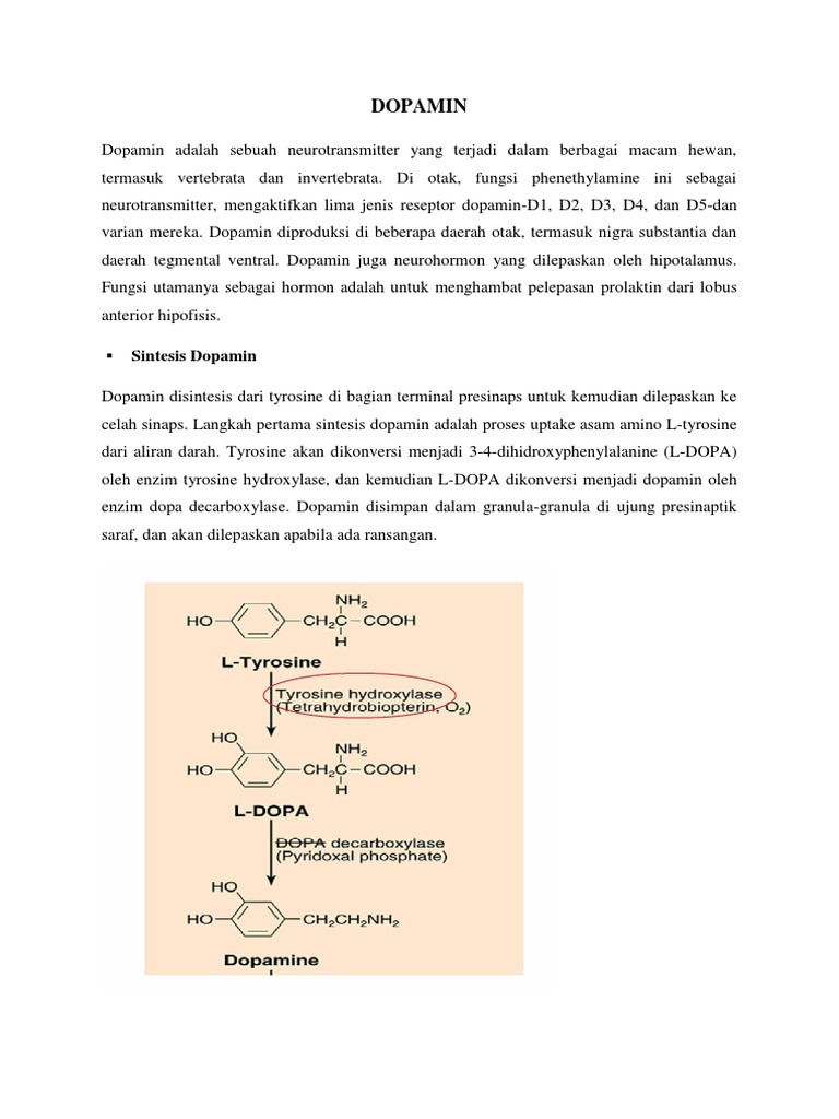 Dopamin | PDF