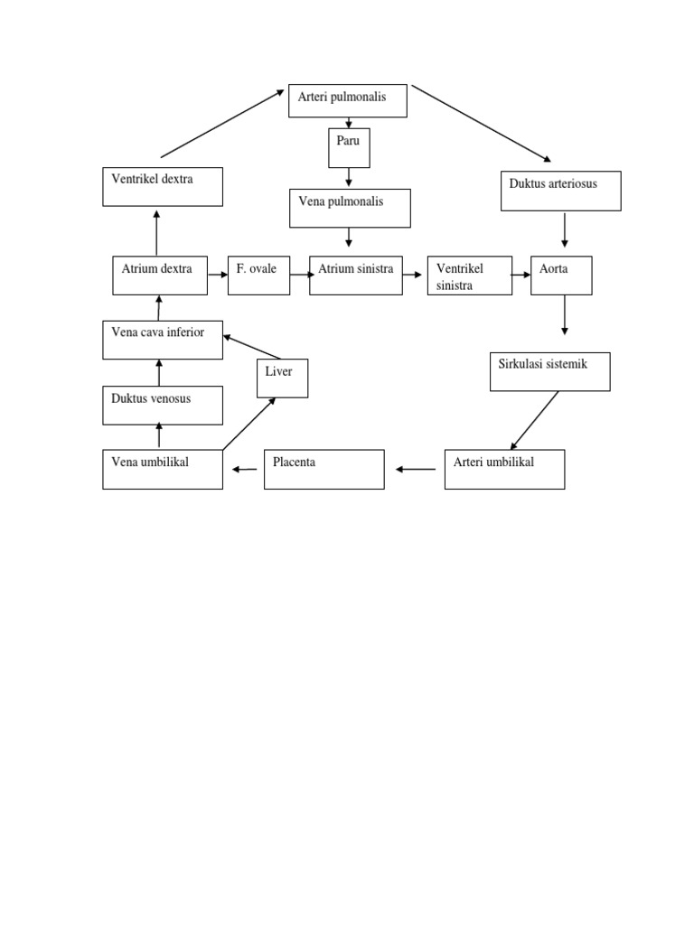Fetal Circulation and Disorders | PDF