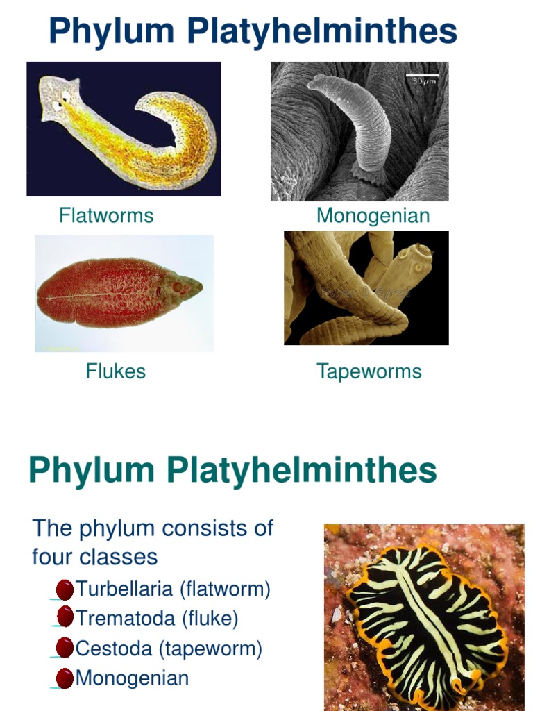 Phylum Platyhelminthes
