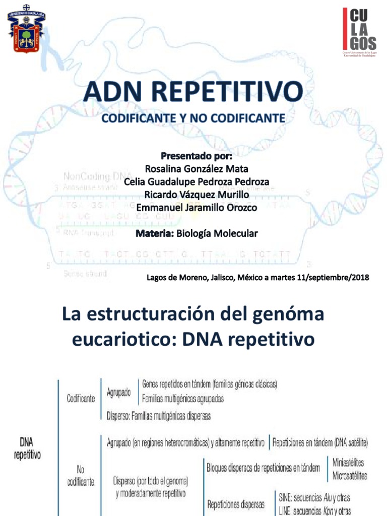 Adn No Codificante | Adn | Gene | Prueba gratuita de 30 días | Scribd