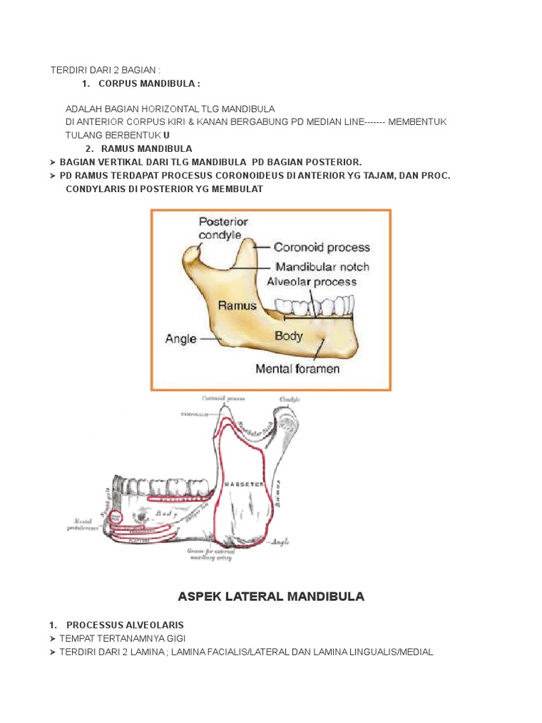 Anatomi Mandibula | PDF