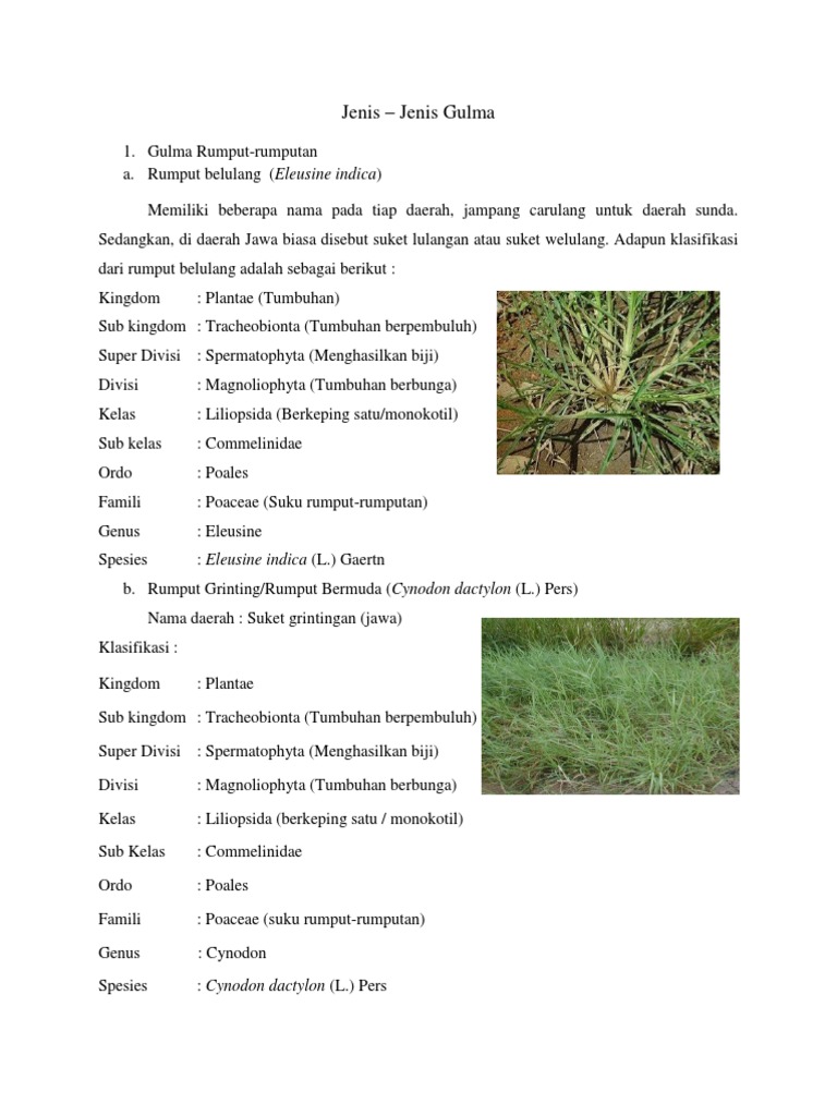Jenis - Jenis Gulma | PDF | Sains & Matematika