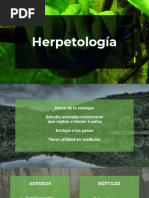 Clasificación de Anápsidos y Diápsidos | PDF | Serpiente | Reptil