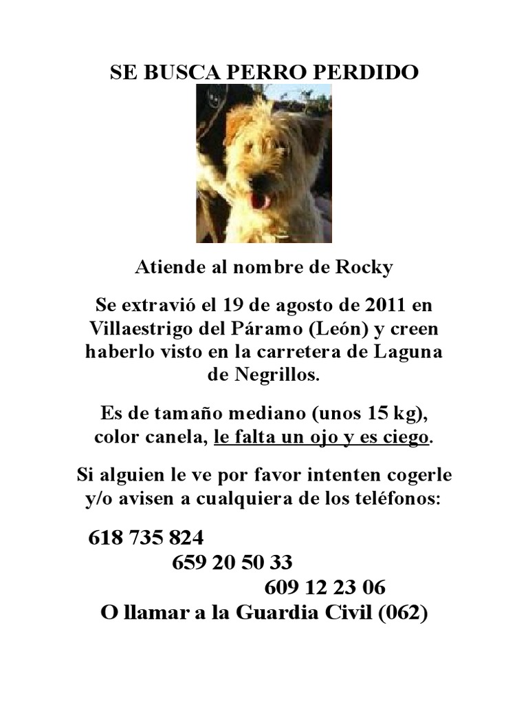 Se Busca Perro Perdido | PDF