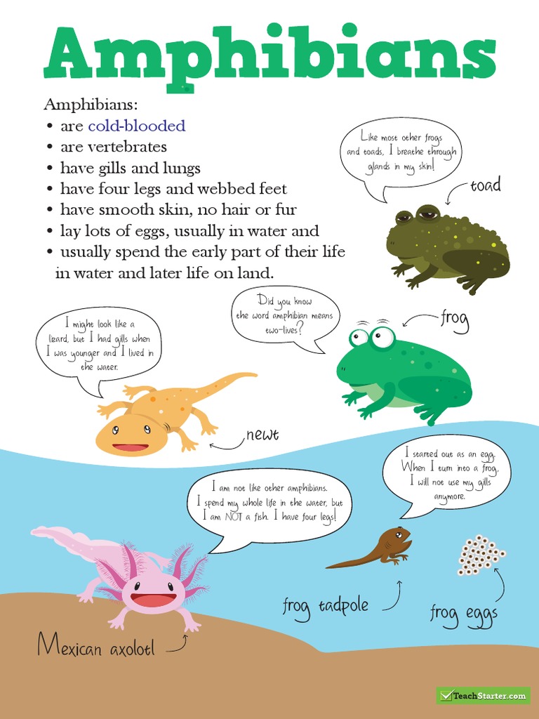classification posters | Amphibian | Nature