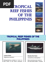 Common Names of Fish in The Phillippines | PDF | Philippines | Seafood