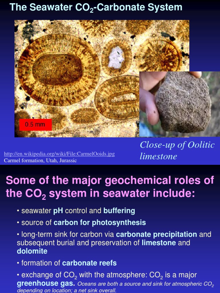 Carbonate System | PDF | Carbonate | Bicarbonate