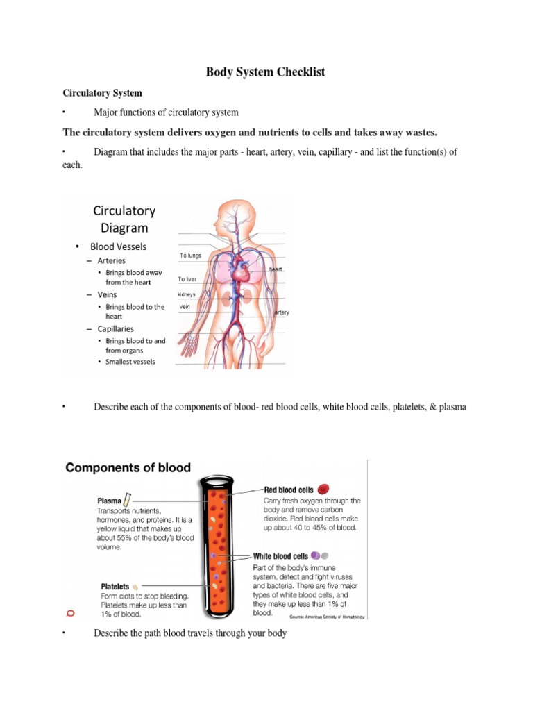 Body System Checklist 1 | PDF | Endocrine System | Human Digestive System