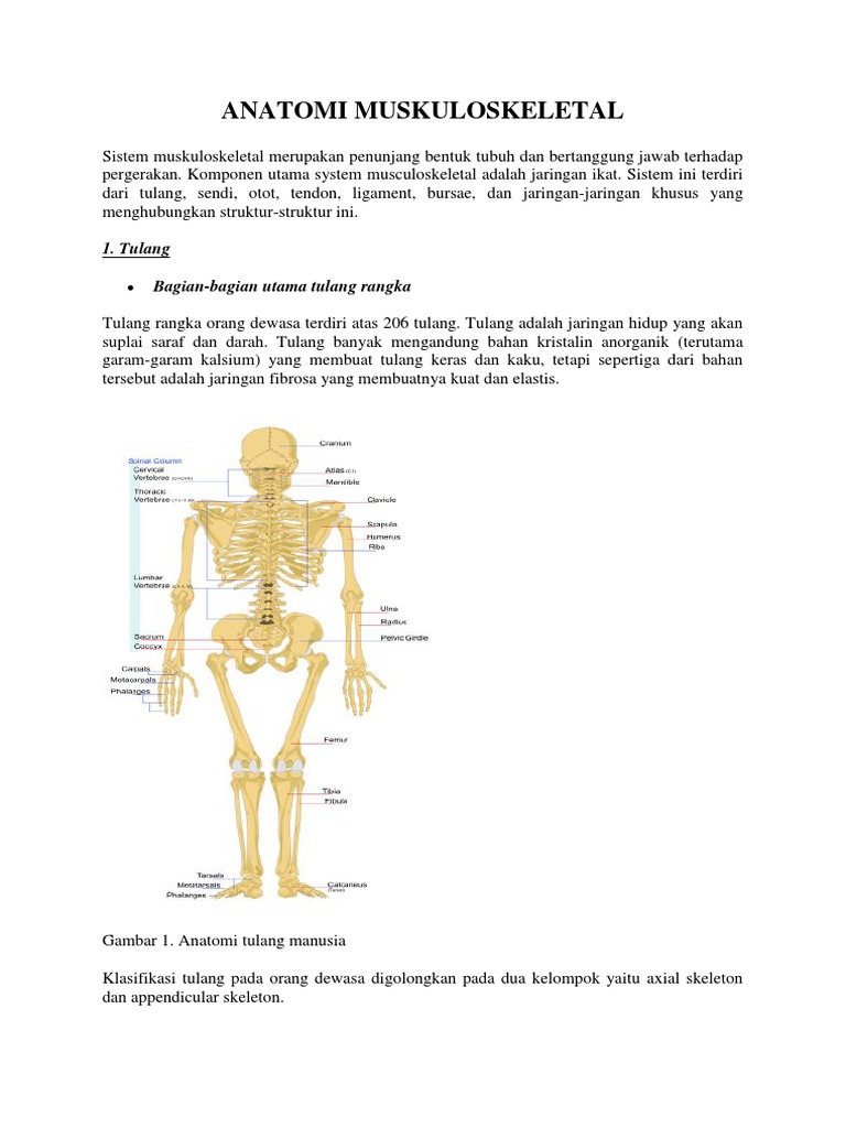 Anatomi Muskuloskeletal | PDF